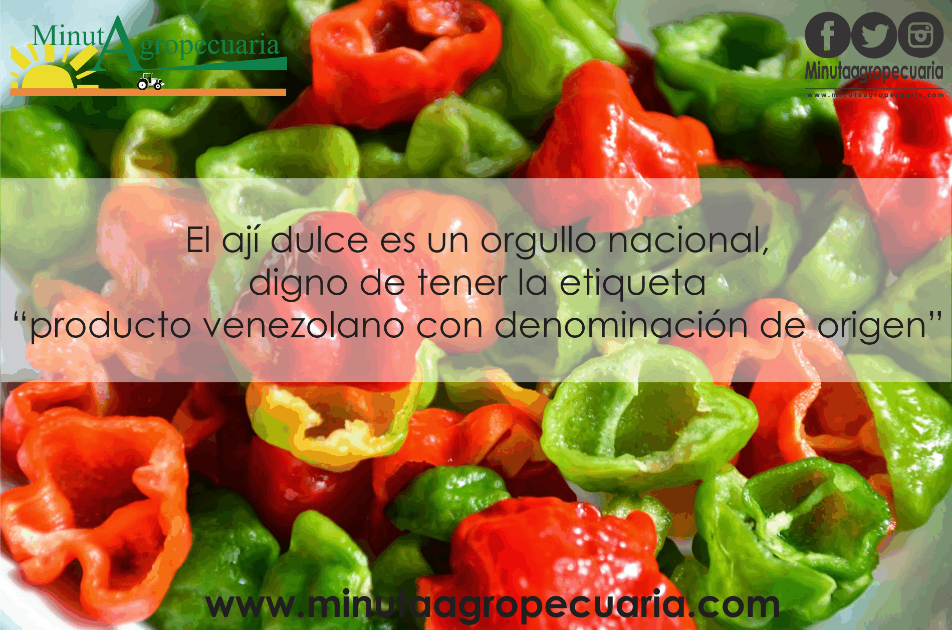 El ají dulce es un tesoro venezolano - Minuta Agropecuaria