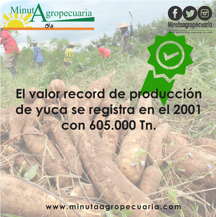 Superficie de yuca en Venezuela se estima en unas 26 mil has - Minuta ...