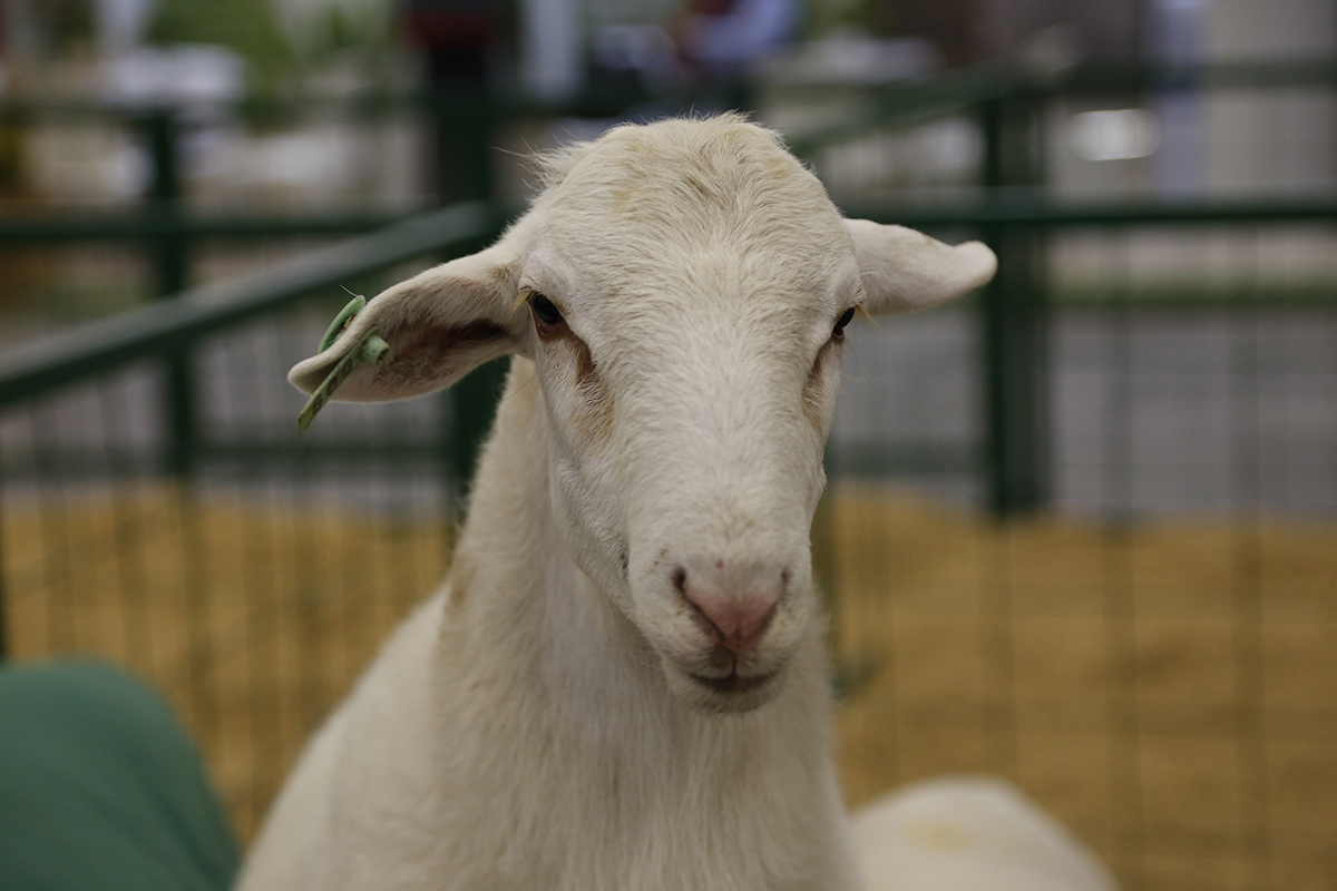 La producción ovina en Venezuela - Minuta Agropecuaria