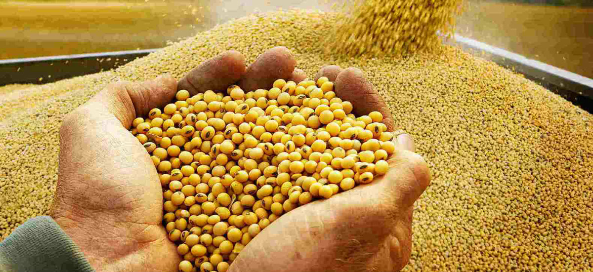 En riesgo producción de semilla de soya por "invasión" a estación ...