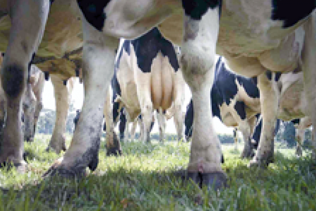 Descubra como se presenta la dermatitis en bovinos - Minuta Agropecuaria