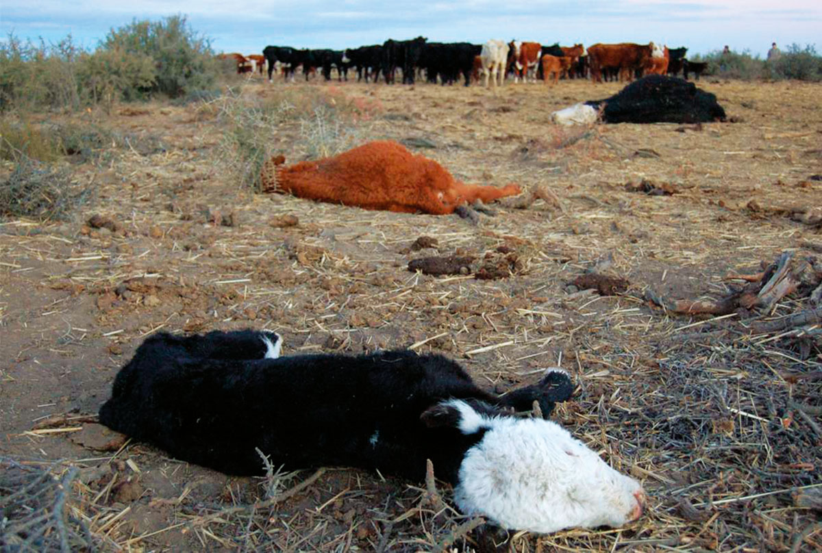 Alerta | Extensión de sequía provoca la muerte de 51.000 animales ...
