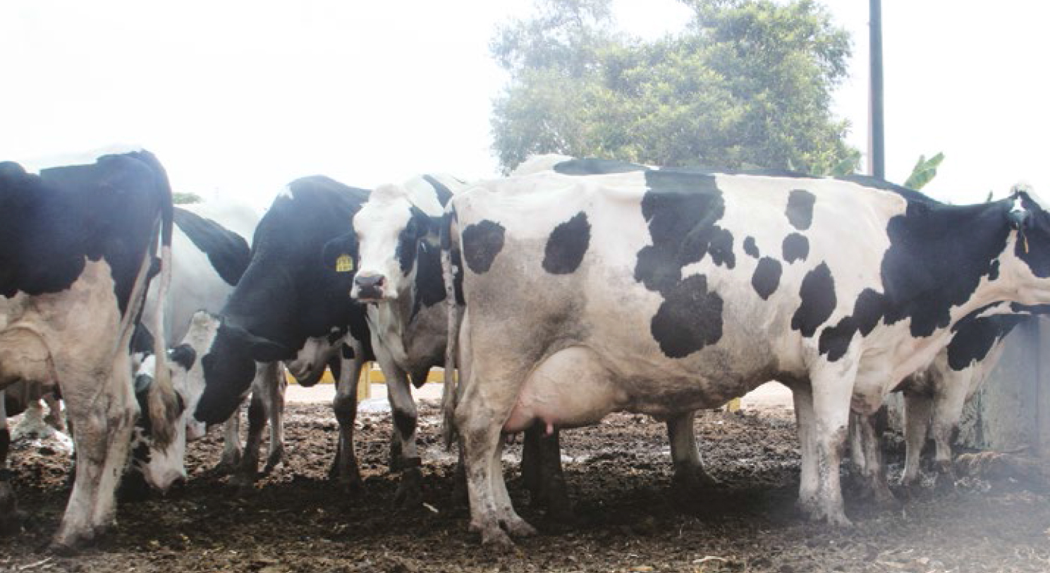 Clasificación de la mastitis - Minuta Agropecuaria