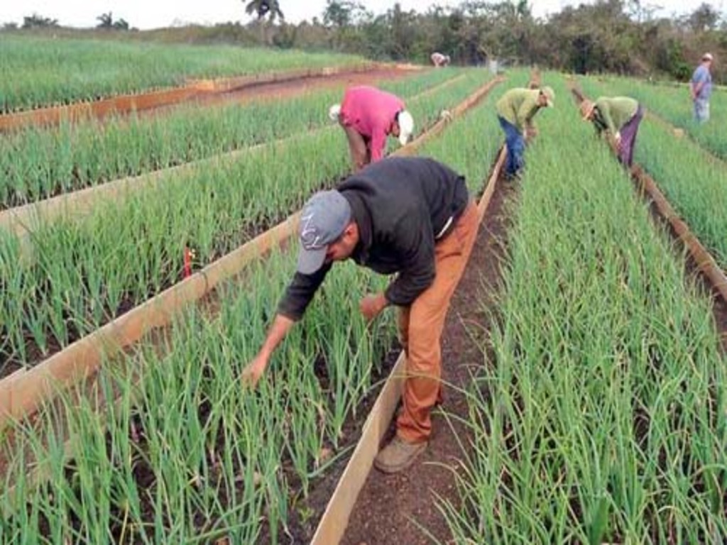 Curso de producción de hortalizas en canteros dictarán en la sede Asogata - Minuta Agropecuaria