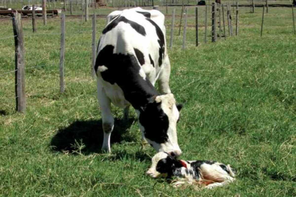 El bienestar animal en el parto de la vaca lechera - Minuta Agropecuaria