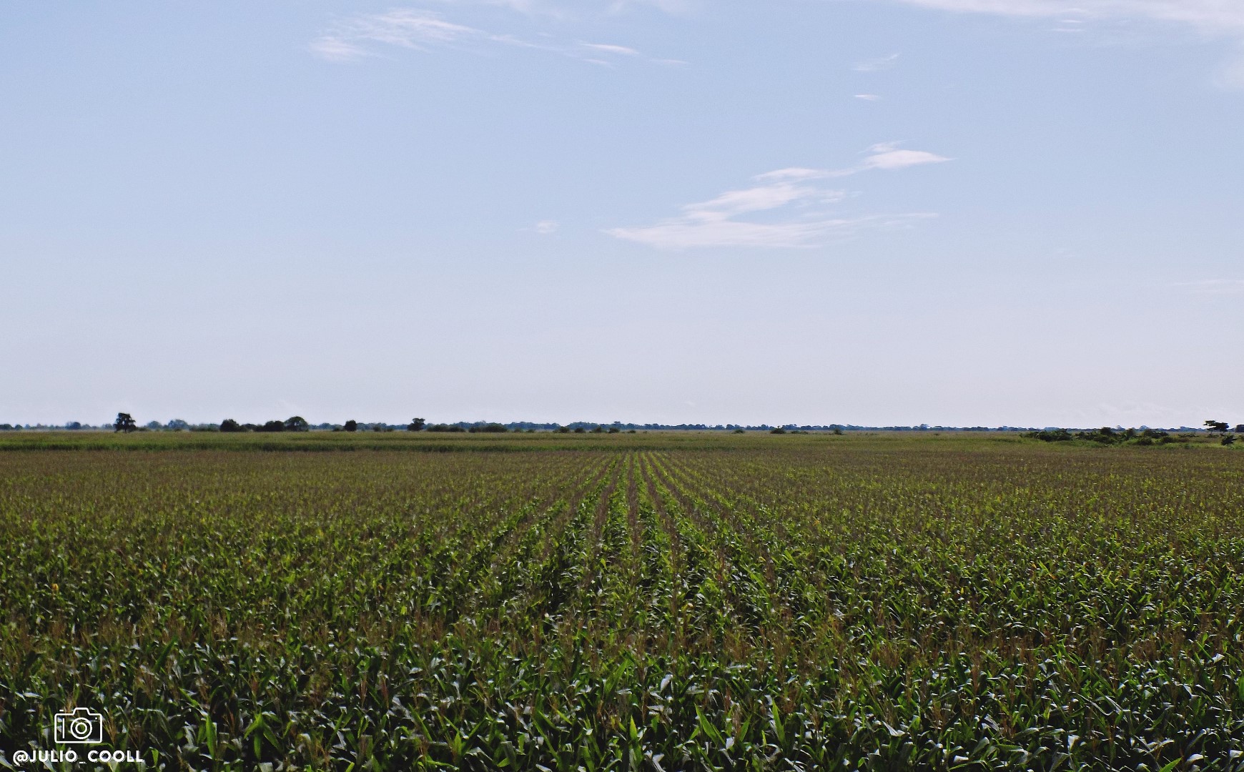 La palingenesia de la soya en Venezuela - Minuta Agropecuaria