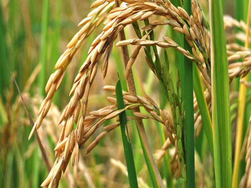 Efemérides | Día Internacional del Arroz - Minuta Agropecuaria