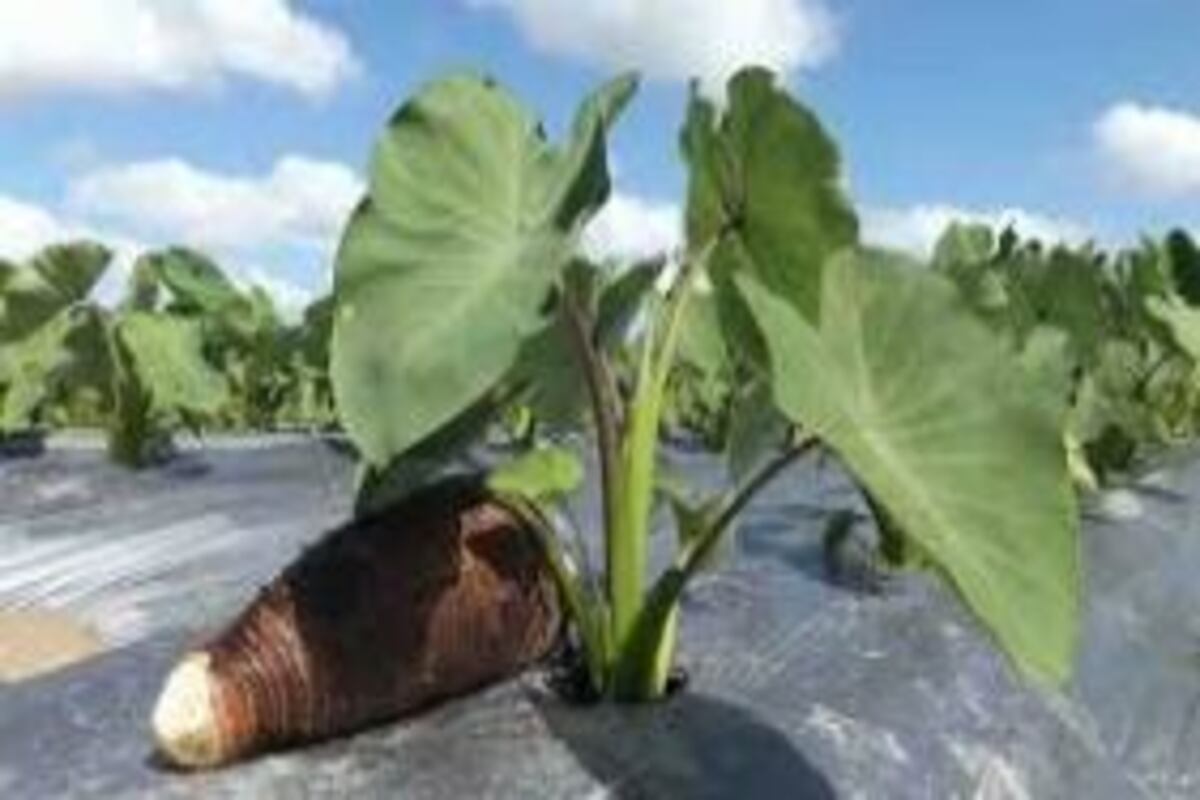 Ecuador primer exportador de Malanga a EE.UU. - Minuta Agropecuaria