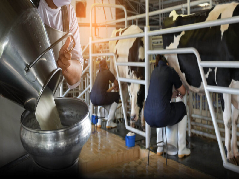 Industria láctea en Venezuela ha ido recuperando capacidad de ...