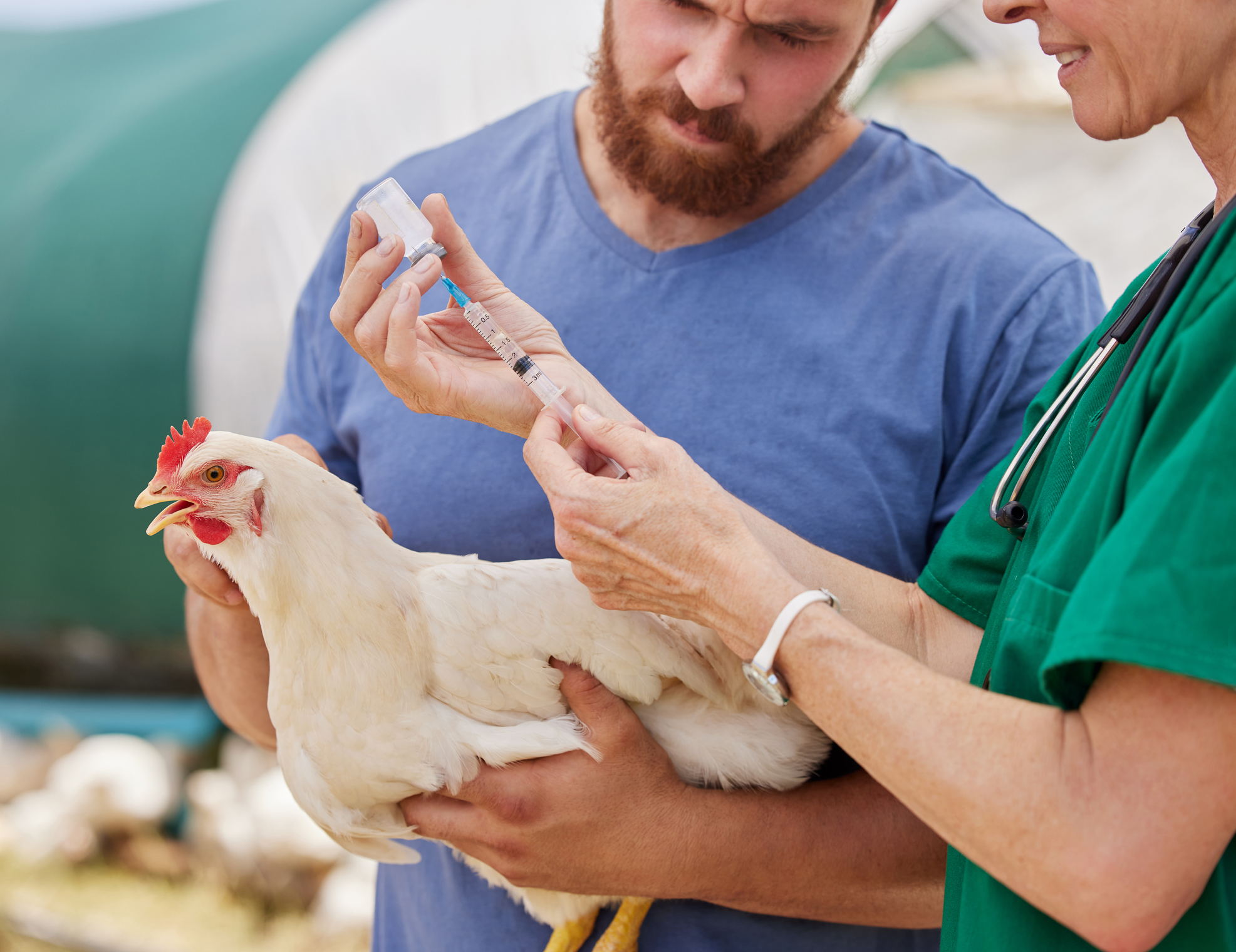 Estados Unidos realiza ensayos de vacunas para proteger a las aves de ...